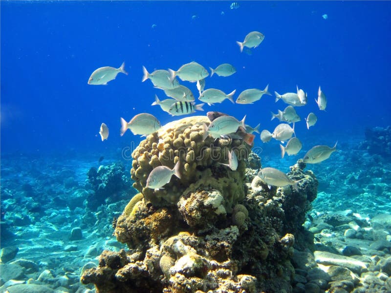 Corail de la Mer Rouge image stock. Image du coloré, animal - 24158709