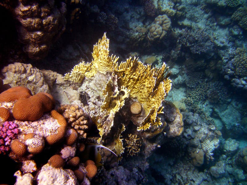 Corail rouge image stock. Image du bleu, sous, profondeur - 4754833