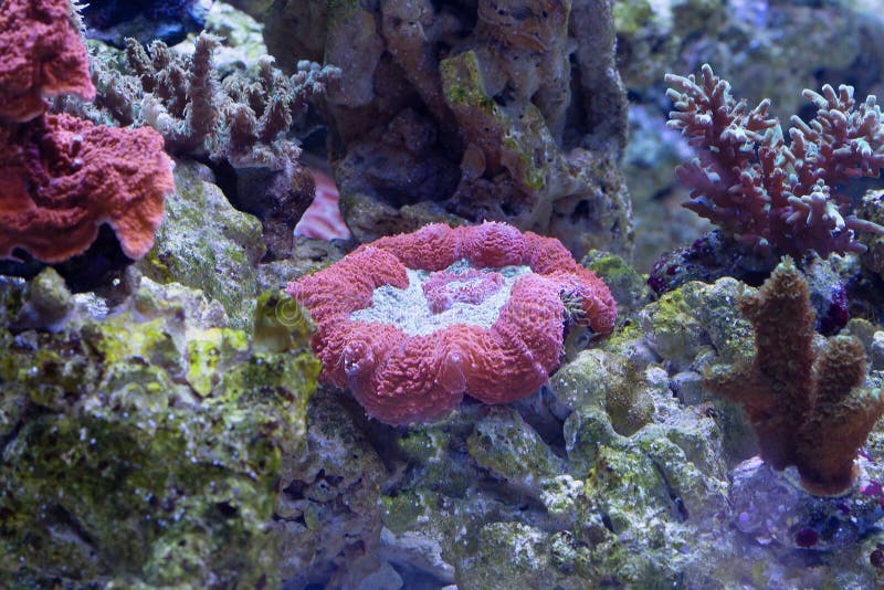 Polypes De Corail De Champignon De Couche Image stock - Image du ...