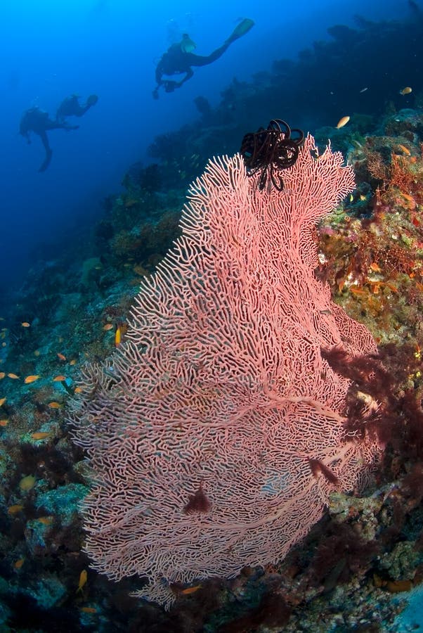 Corail de Gorgone photo stock. Image du corail, animal - 36745214