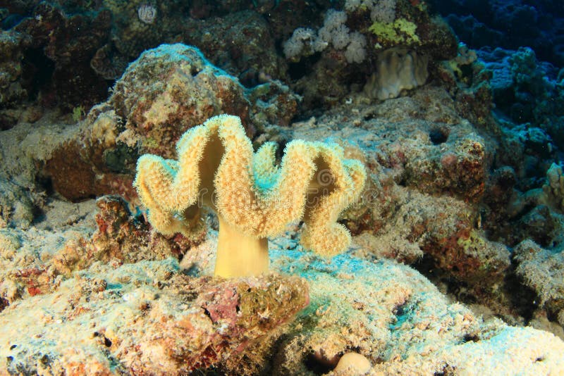 Corail En Cuir De Champignon En Mer Tropicale, Sous-marine Photo stock ...