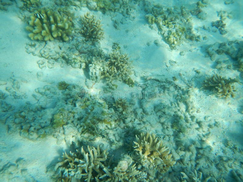 CORAIL EN MER photo stock. Image du coraux, propre, corail - 140157950