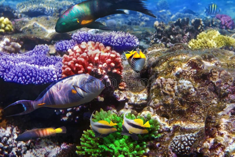 Corail Et Poissons En Mer Rouge L Egypte Afrique Photos Stock ...