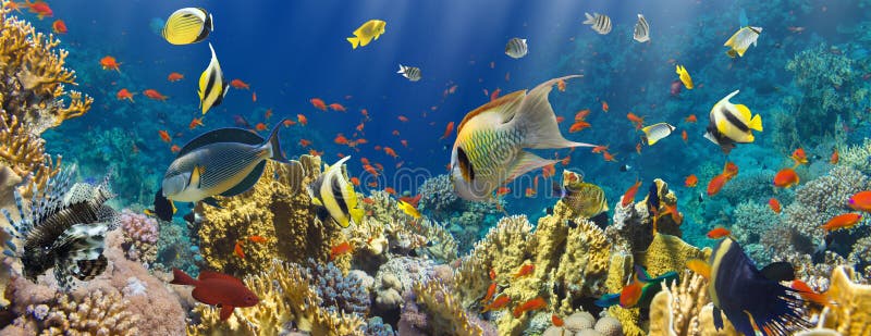 Corail et poissons photo stock. Image du maldives, nature - 33407328