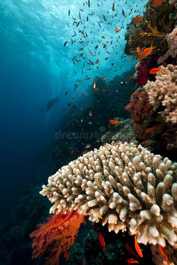 Corail Et Poissons En Mer Rouge. Photo stock - Image du océan, couleur ...