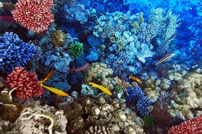 Corail Et Poissons En Mer Rouge. Image stock - Image du banc, egypte ...