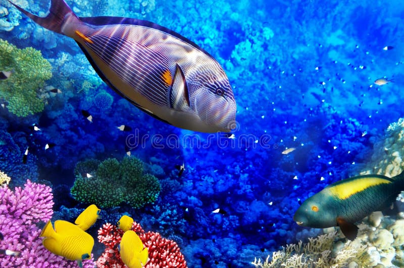 Corail Et Poissons En Mer Rouge. Image stock - Image du corail ...