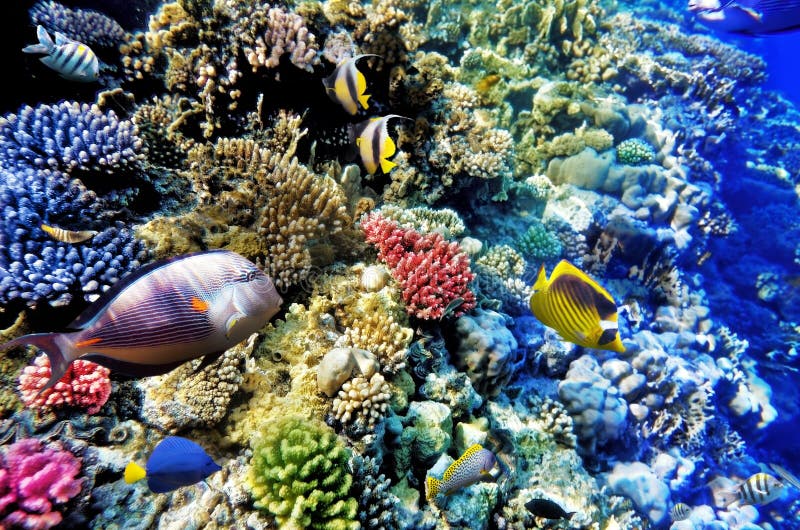 Corail Et Poissons En Mer Rouge. Image stock - Image of récif, sort ...