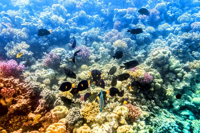 Corail Et Poissons En Mer Rouge Photo stock - Image du océan, lagune ...