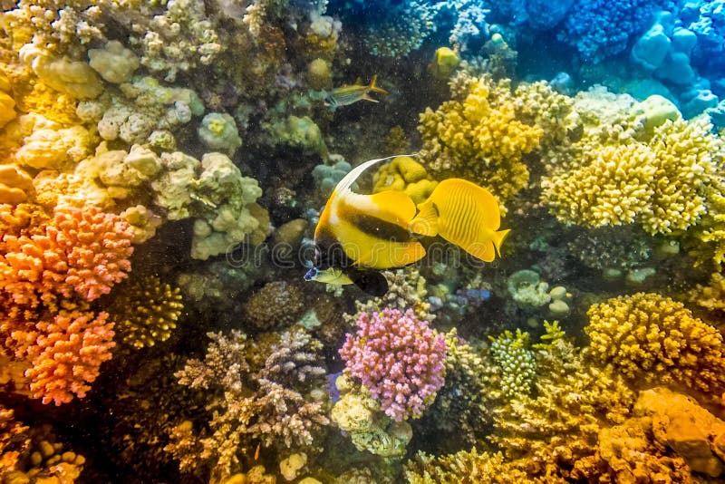 95,616 Photos de Un Poisson De Corail En Mer Rouge - Photos de stock ...