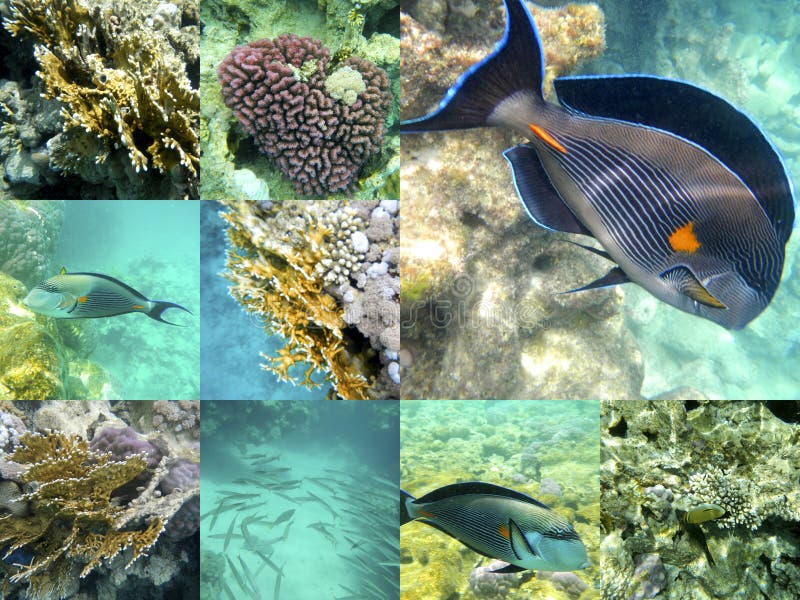 Corail Et Poissons En Mer Rouge, Egypte, Afrique Image stock - Image du ...