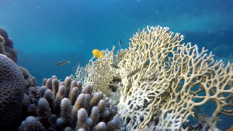 Corail, Mer, Coraux Colorés Banque De Vidéos - Vidéo du plongée ...