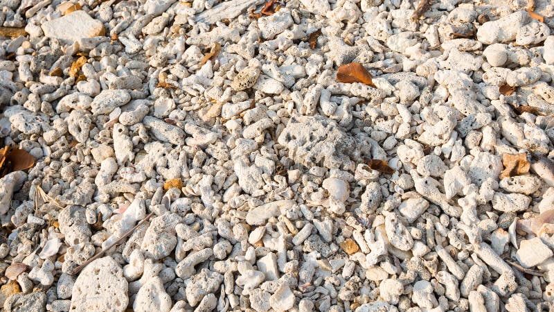 Corail blanchi et mort image stock. Image du mort, egypte - 42297071