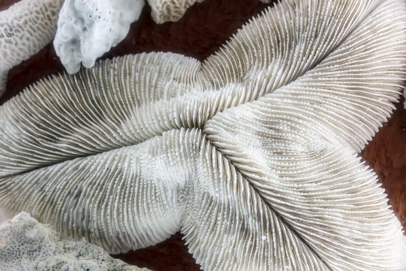 Corail mort blanc photo stock. Image du mort, normal - 32369162