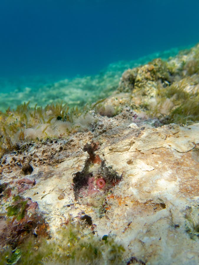 Corail mort photo stock. Image du marin, outdoors, abats - 35005600