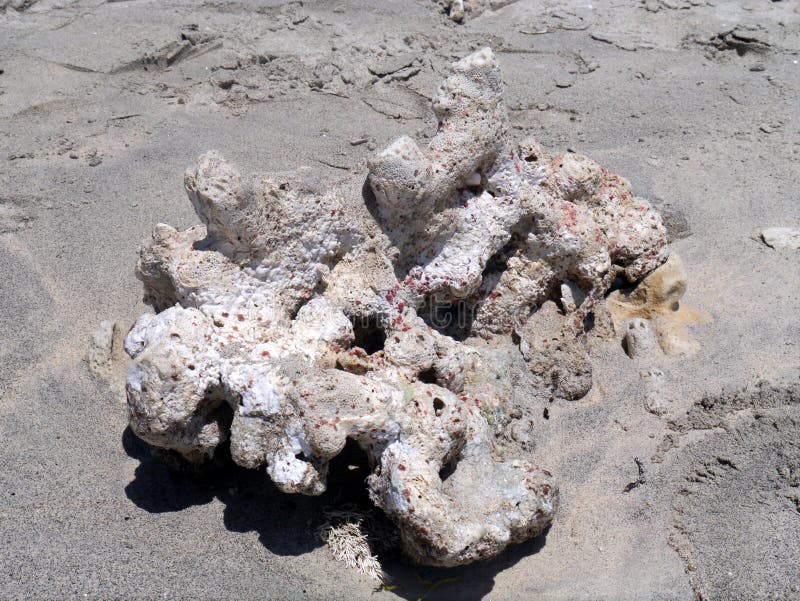 656 Photos de Corail Mort Sur La Plage - Photos de stock gratuites et ...