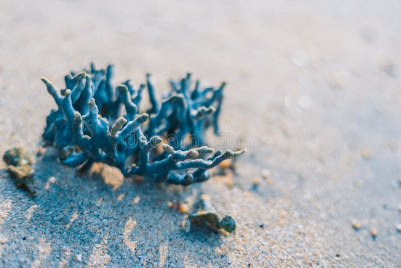 Corail Mort Blanc Photos Stock - Téléchargez 721 Photos libres de droits