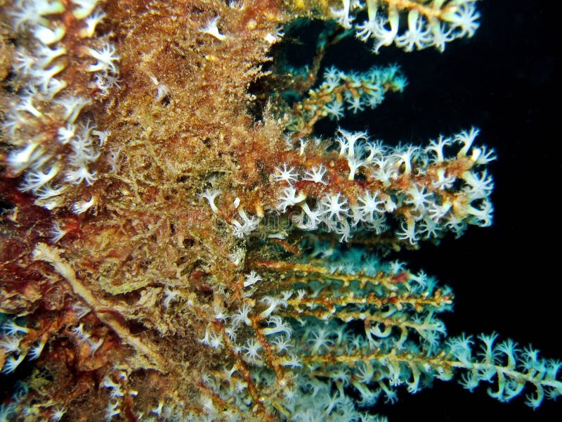 Détail - Corail Mou photo stock. Image du corail, doux - 251232