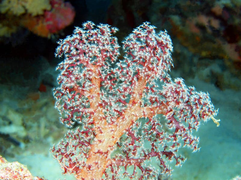 Corail mou image stock. Image du océan, tropique, invertébré - 35964305
