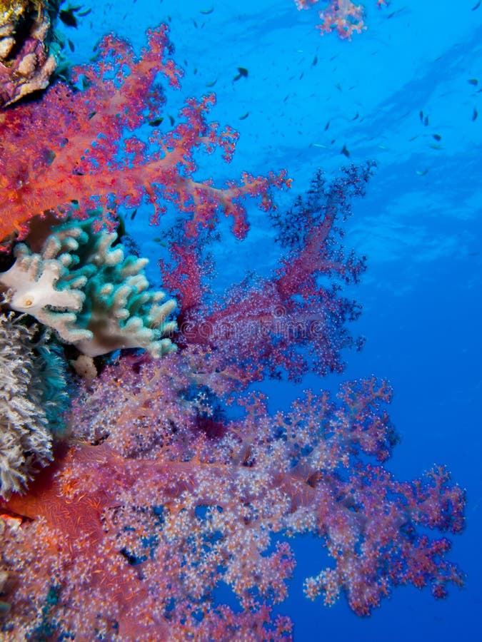 Corail mou photo stock. Image du rouge, closeup, tropical - 21667082