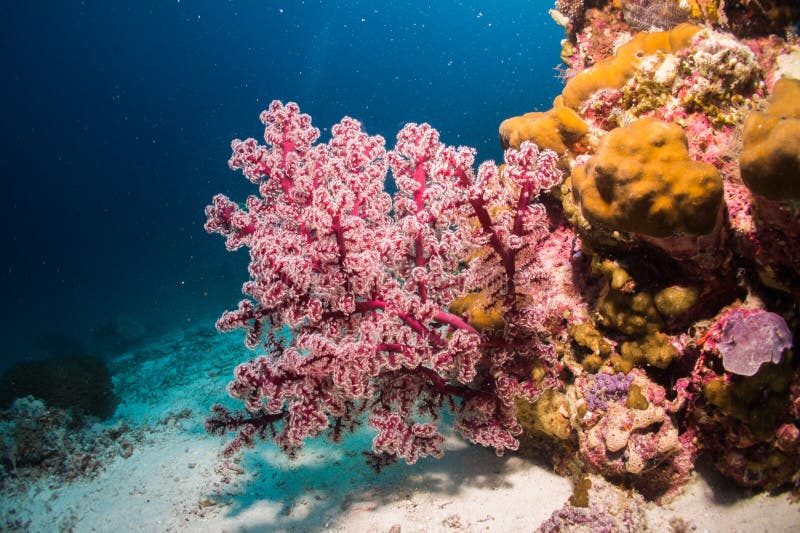 Corail mou rose image stock. Image du nature, environnement - 74535259