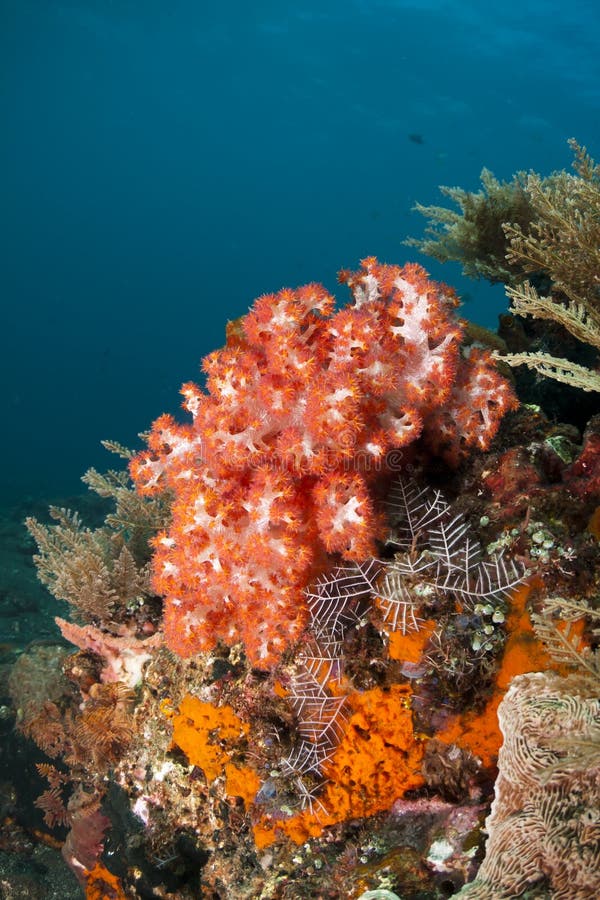 Corail mou photo stock. Image du rouge, closeup, tropical - 21667082