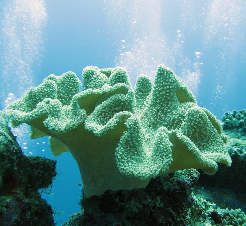 Corail mou de fan de mer photo stock. Image du rouge - 82010210