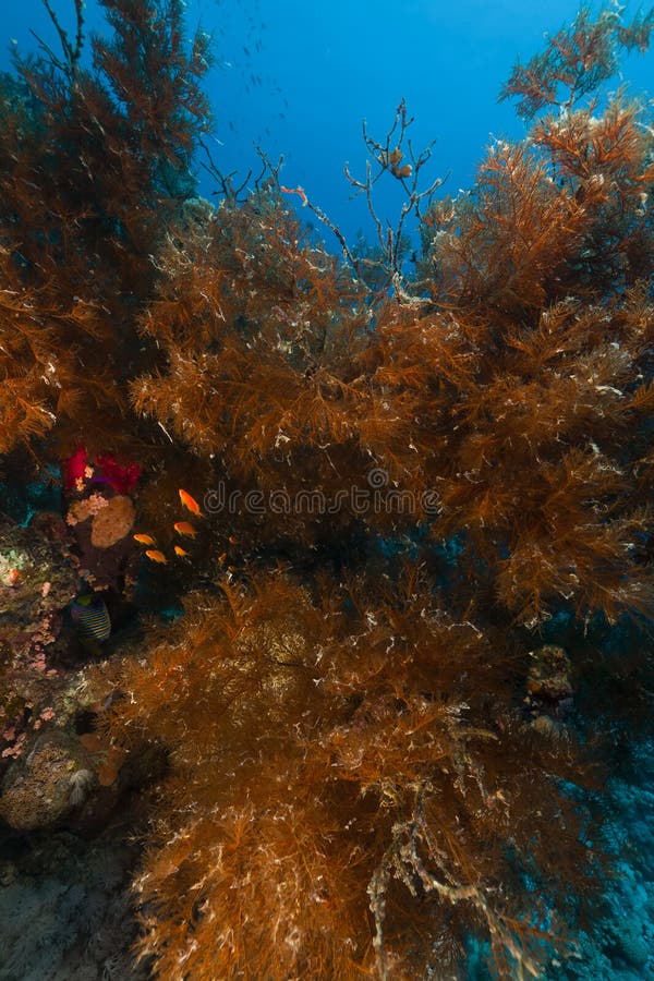 Corail Noir De Embranchement En Mer Rouge. Image stock - Image du ...