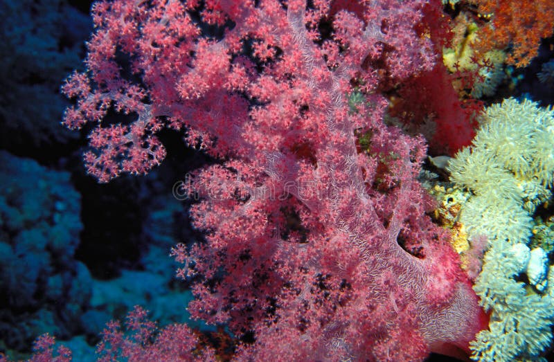 Corail mou photo stock. Image du tropical, couleur, plongée - 21667082