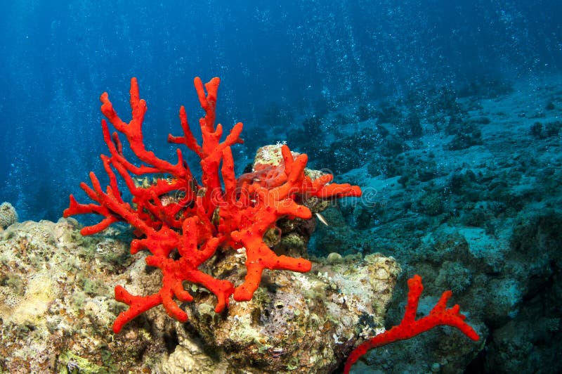 Corail rouge image stock. Image du plongée, embranché - 4754833