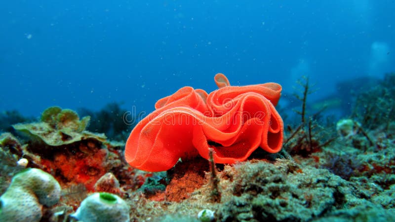 Corail rouge image stock. Image du profondeur, plongée - 4754833