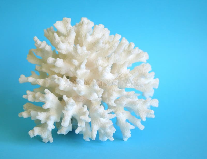 Coral imagen de archivo. Imagen de blanco, hermoso, océano - 16151049