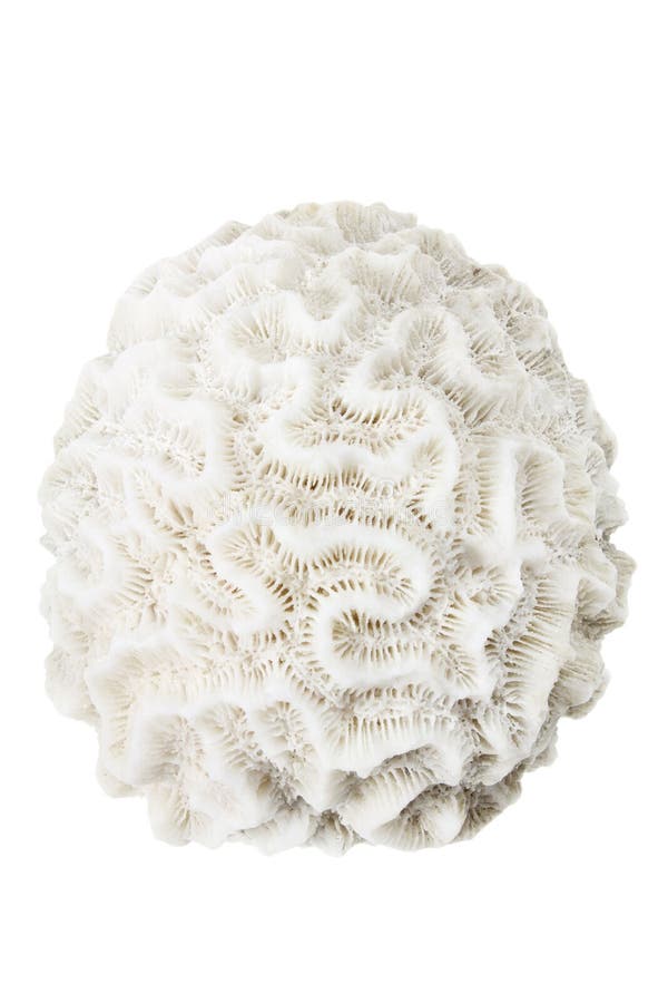 Red Corals Composition, Sea Life Objects, Isolated on White Background ...