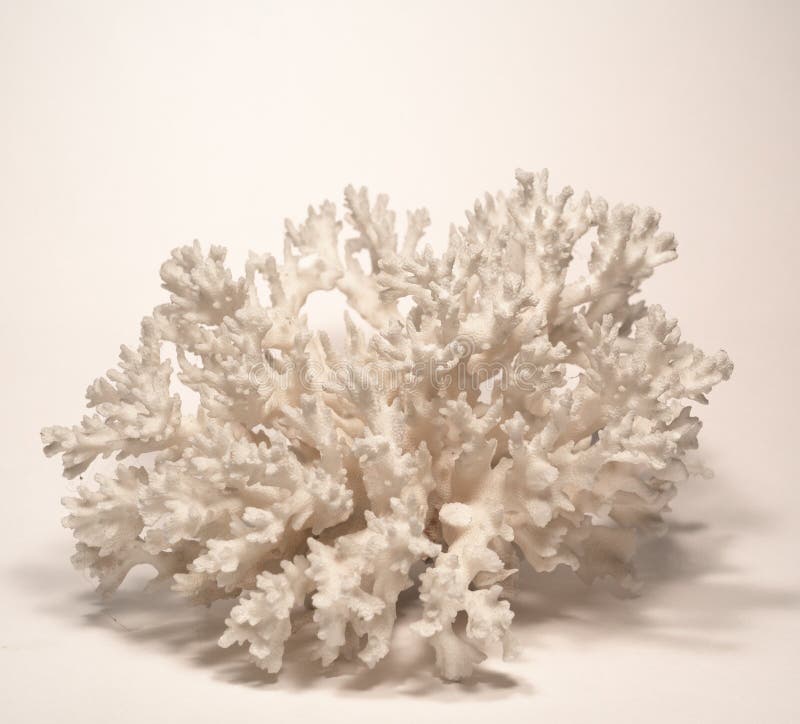 White sea coral stock photo. Image of underwater, whimsical - 22560380
