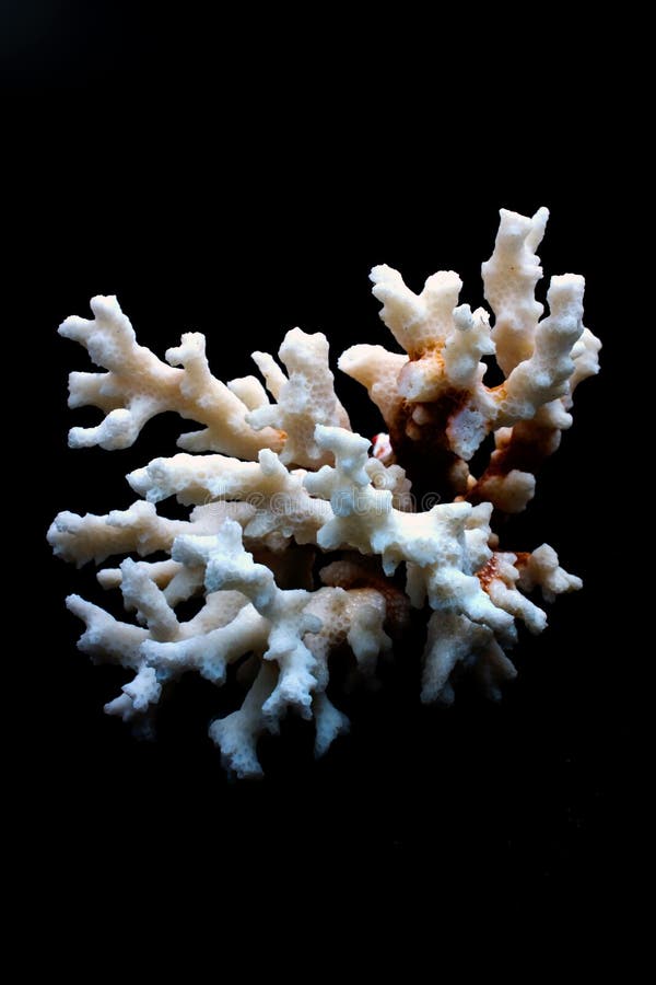 White sea coral stock photo. Image of underwater, whimsical - 22560380