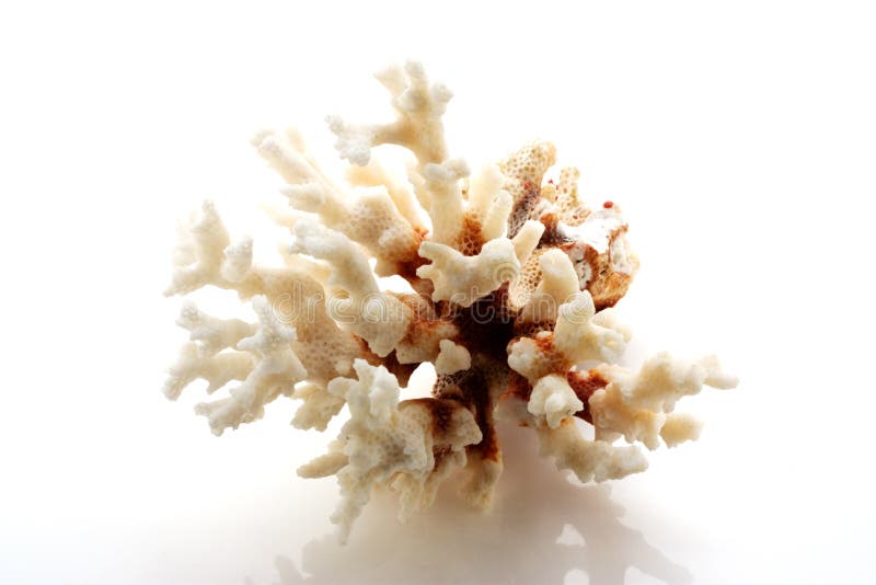 Red Gorgonian or Red Sea Fan Coral Stock Image - Image of aquarium ...