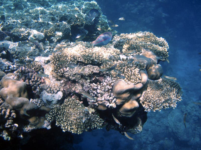 Coral Above Abyss Picture. Image: 3950867