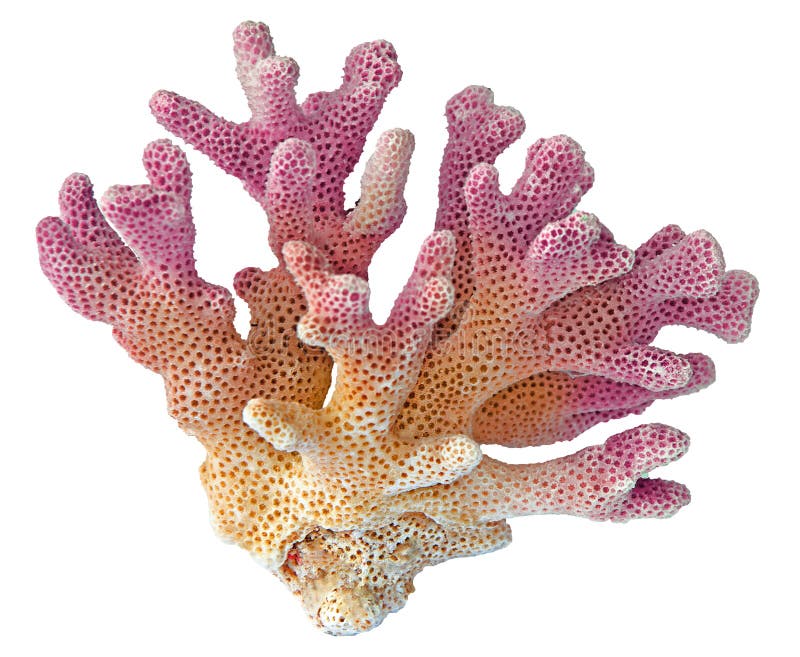 Coral Aislado En El Fondo Blanco Imagen de archivo - Imagen de pescados ...