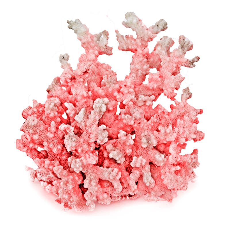 Coral aislado en blanco imagen de archivo. Imagen de marina - 115459123