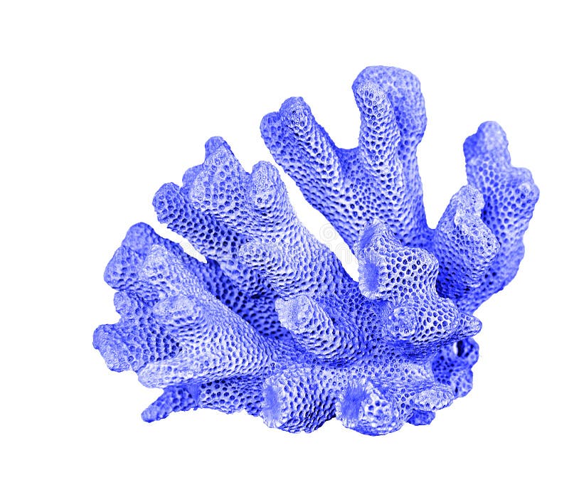 Coral aislado en blanco imagen de archivo. Imagen de blanco - 127561793