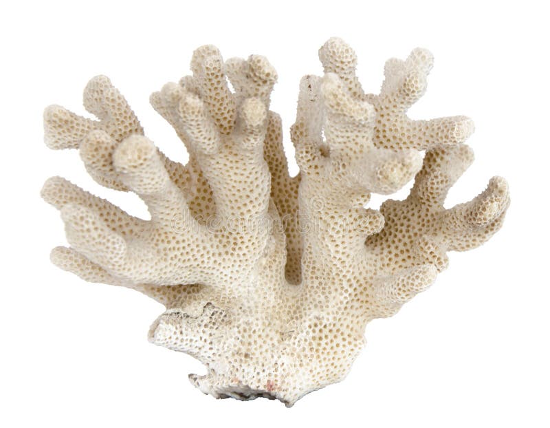 Coral aislado en blanco imagen de archivo. Imagen de polilla - 133259699