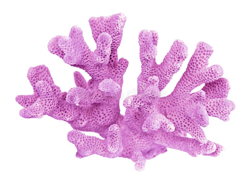 Coral aislado en blanco foto de archivo. Imagen de coral - 150702654