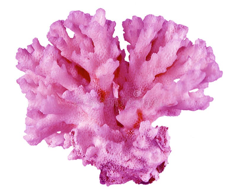 Coral Aislado En El Fondo Blanco Foto de archivo - Imagen de organismo ...