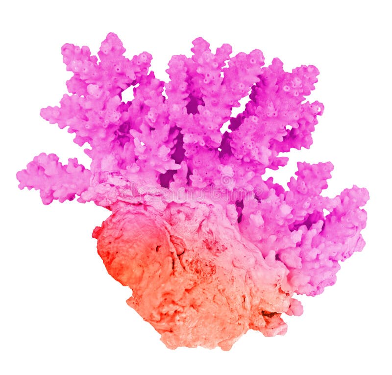 Coral Aislado En El Fondo Blanco Imagen de archivo - Imagen de coral ...