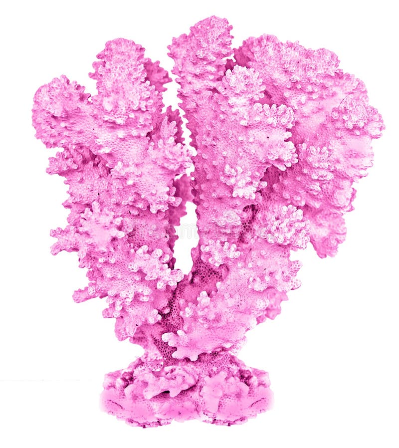 Coral Aislado En El Fondo Blanco Foto de archivo - Imagen de calcio ...