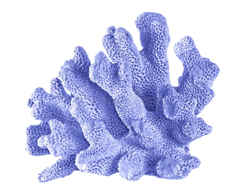 Coral Aislado En El Fondo Blanco Imagen de archivo - Imagen de calcio ...