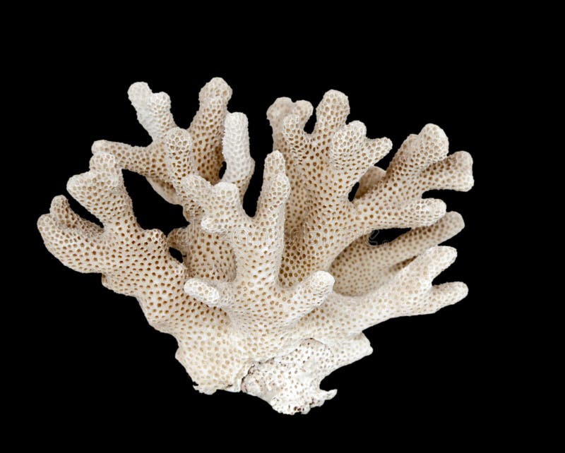 4,135 Coral Blanco Aislado En Negro Fotos de stock - Fotos libres de ...