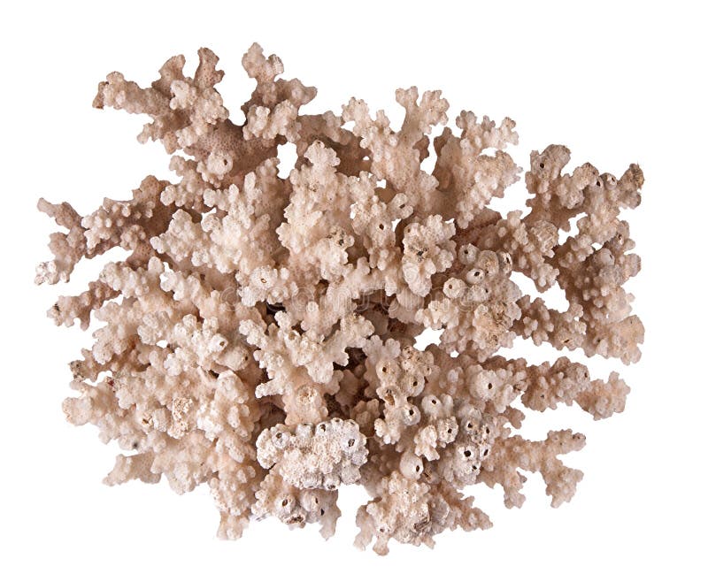Coral aislado sobre blanco foto de archivo. Imagen de carbonato - 213240708