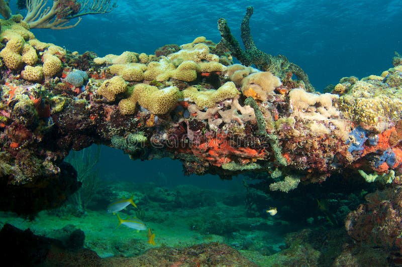 Coral reef stock image. Image of coral, ocean, beauty - 14633607