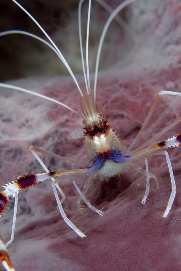 Coral Banded Shrimp stock image. Image of hispidus, caribbean - 14948109